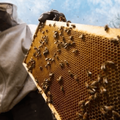 The Beeman Live Bee Removal is a Bee Removal Company in Scottsdale, AZ 85259